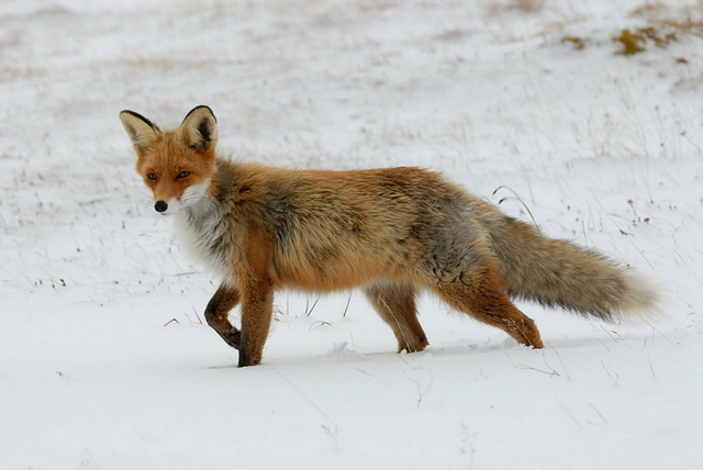 Vulpes, Vixen and … Vulpix? Foxes in folklore and popular culture ...