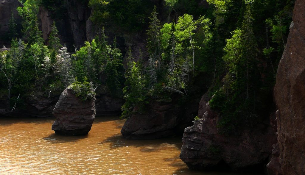 Protect the Bay of Fundy now that Energy East is dead - Nature Canada