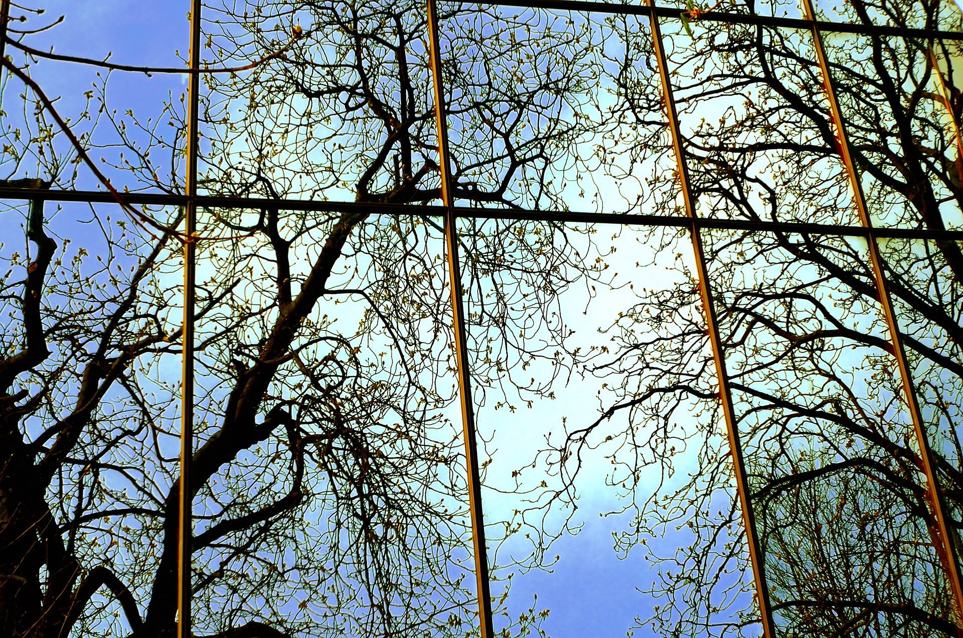 Glass Reflection Trees
