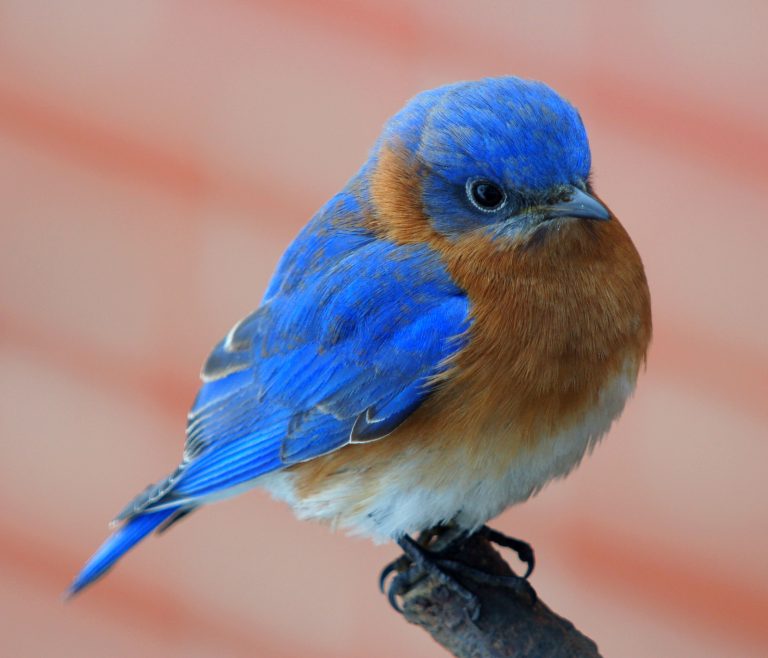 Eastern Bluebirds: The Little Blue Bomber - Nature Canada