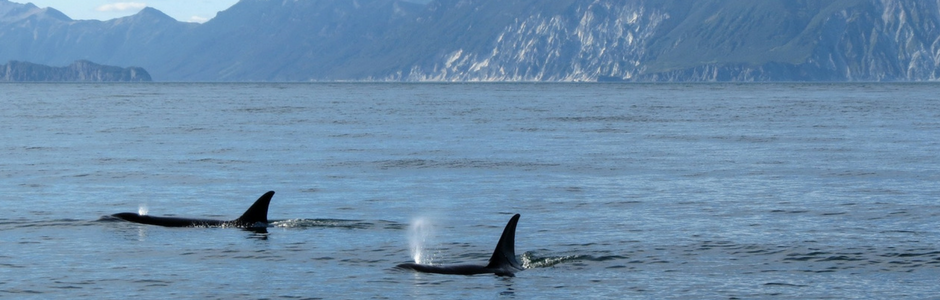 Nature Canada – Killer Whales in the Canadian Arctic – A New Force to ...