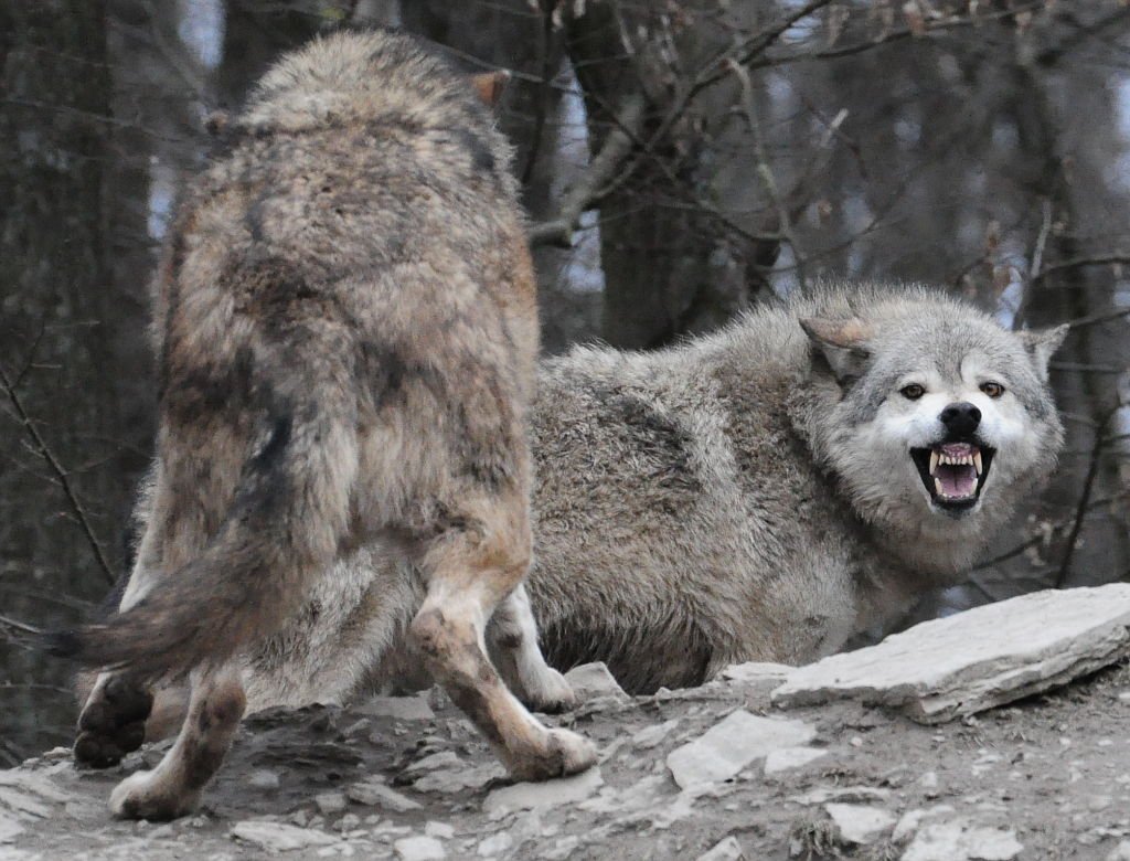 The Iconic Gray Wolf - Nature Canada