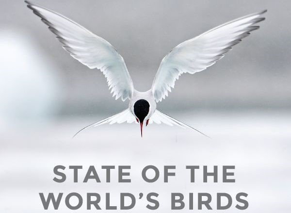 Nature Canada's Thoughts on the State of the Birds Report - Nature Canada