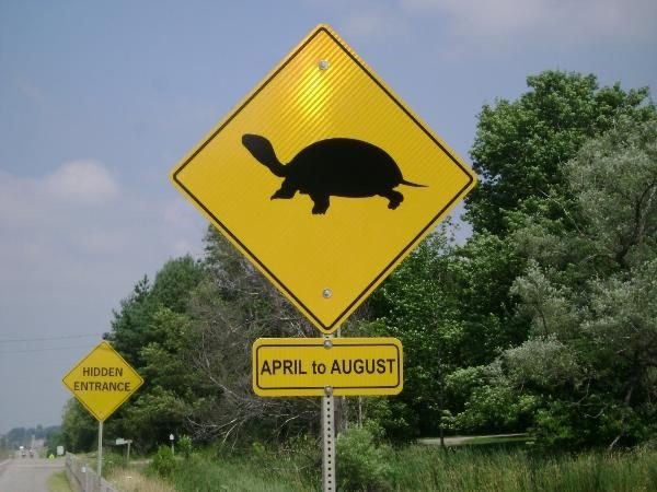 Be careful - Turtles Crossing - Nature Canada