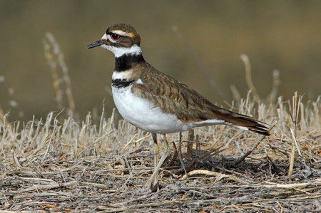The Killdeer Bird, and its Real Estate in the Capital - Nature Canada