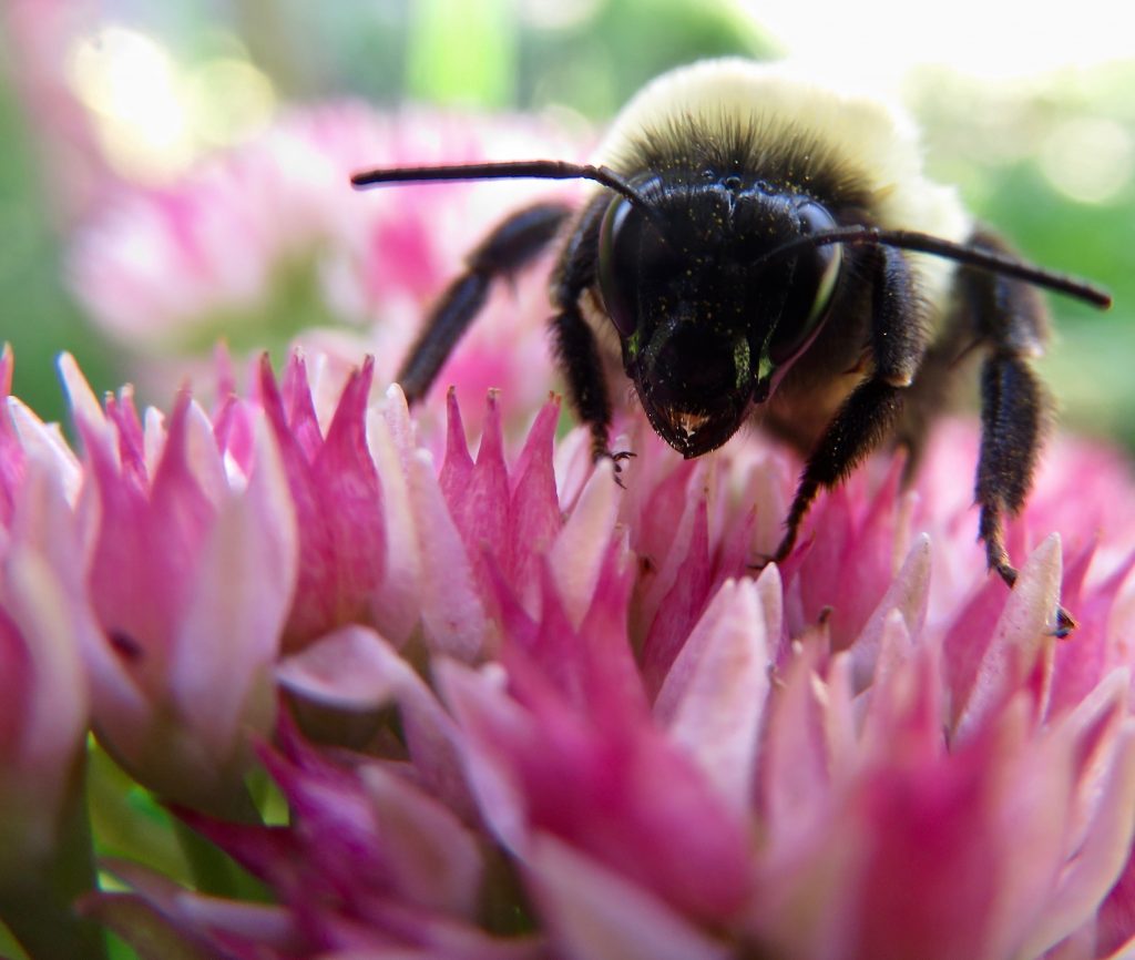 Chinook Salmon, American Bumble Bee and Black Ash Populations at risk ...