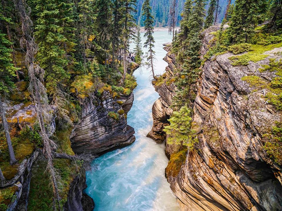 Thank you for volunteering - Nature Canada