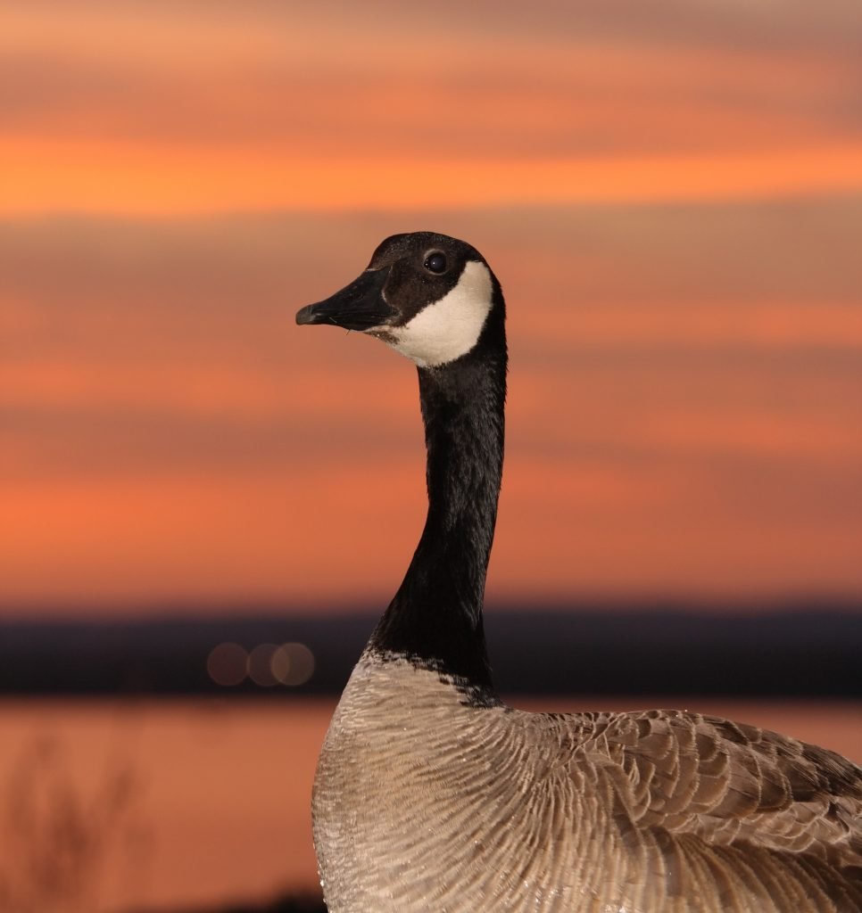 Celebrate “Canada Birds!” - Nature Canada