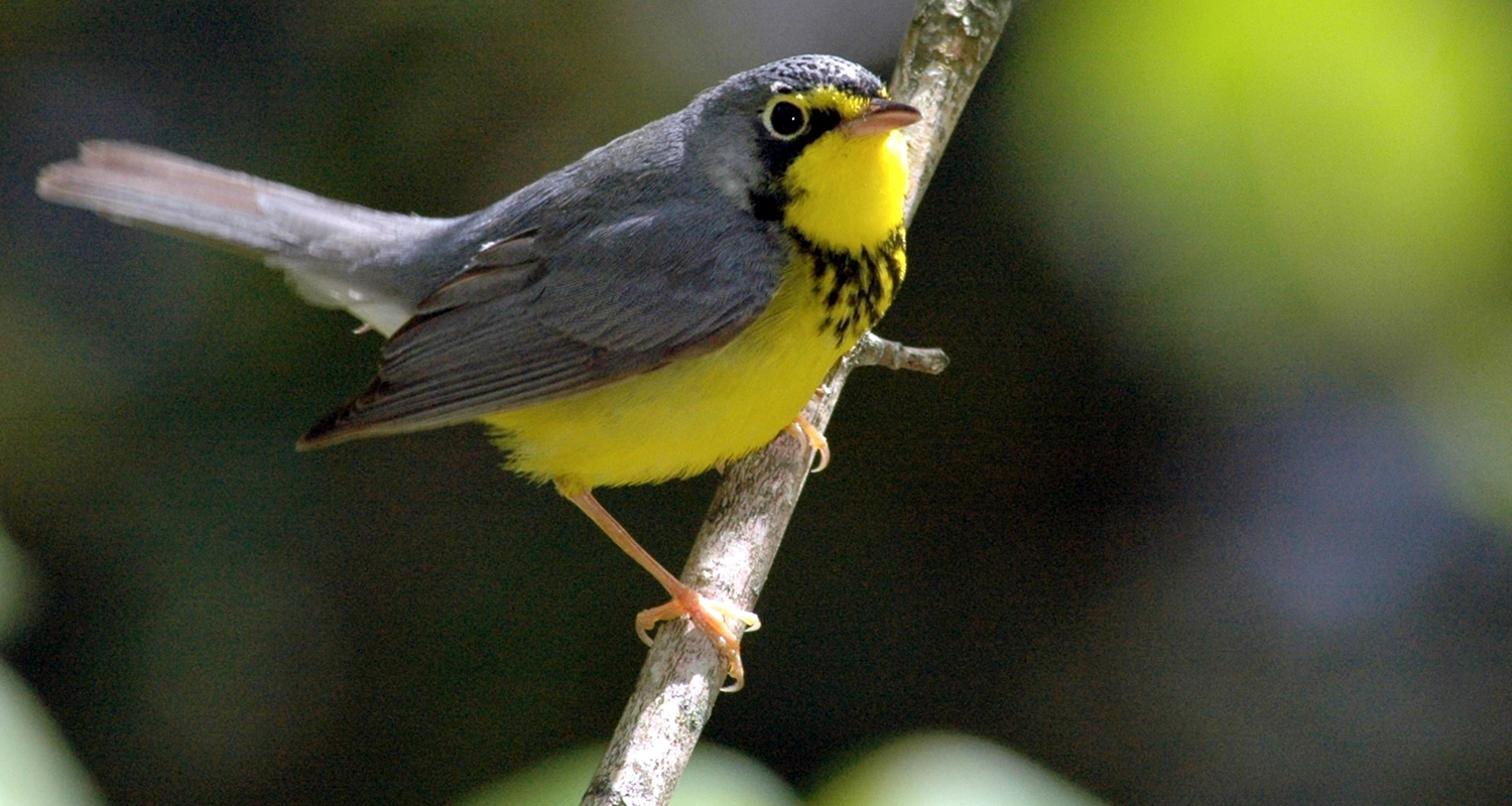 Celebrate “Canada Birds!” - Nature Canada