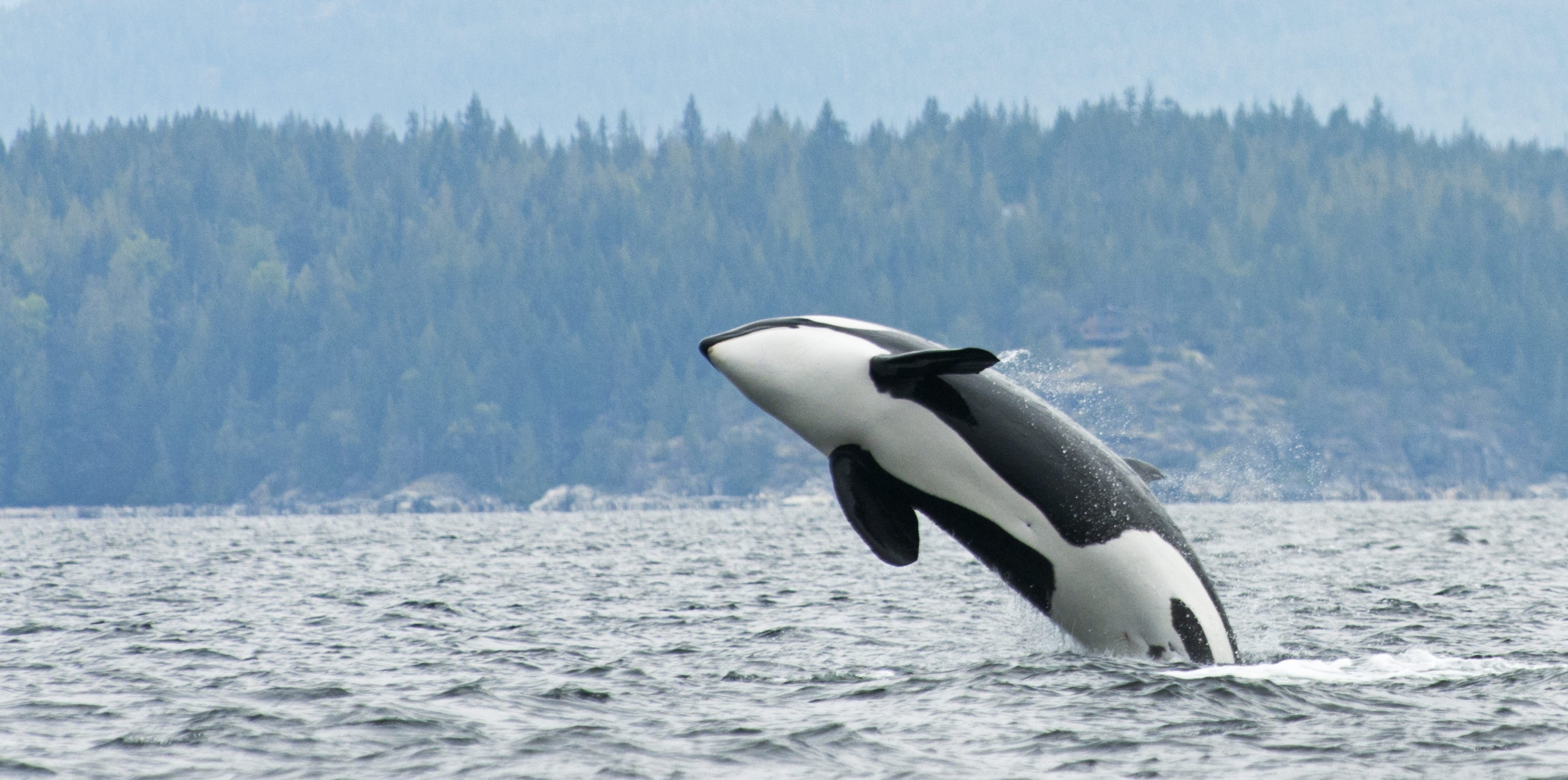 Become an Ocean Defender - Nature Canada