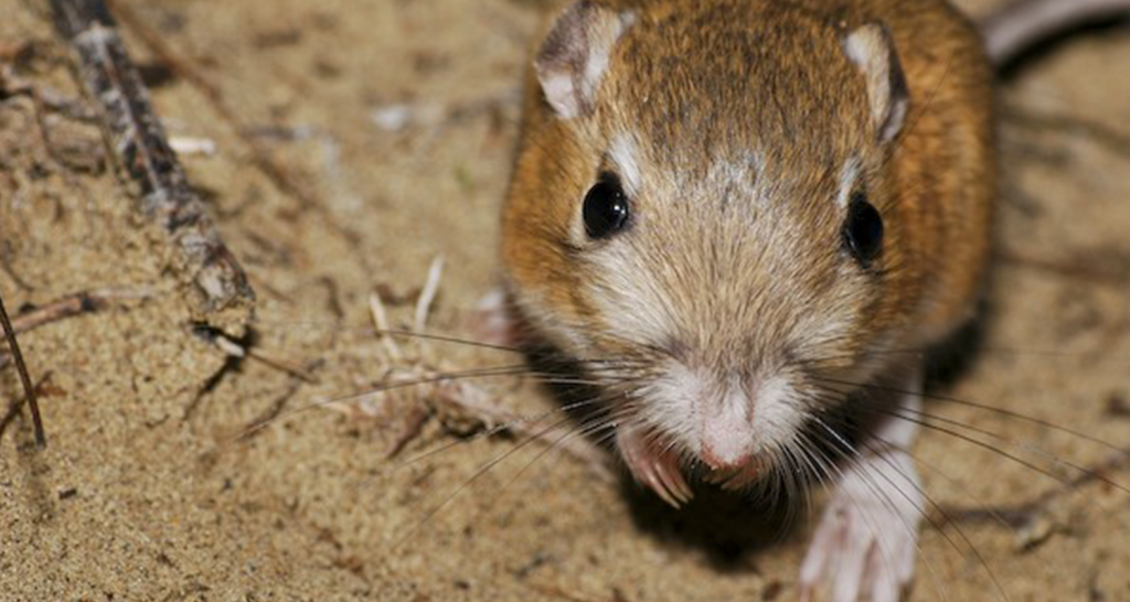 Rat kangourou d'Ord - Nature Canada