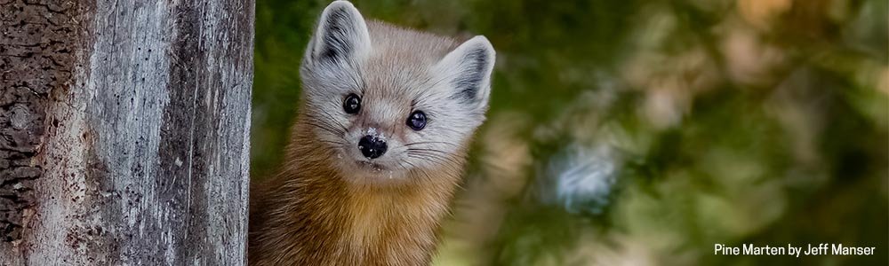 Get to Know the Pine Marten - Nature Canada