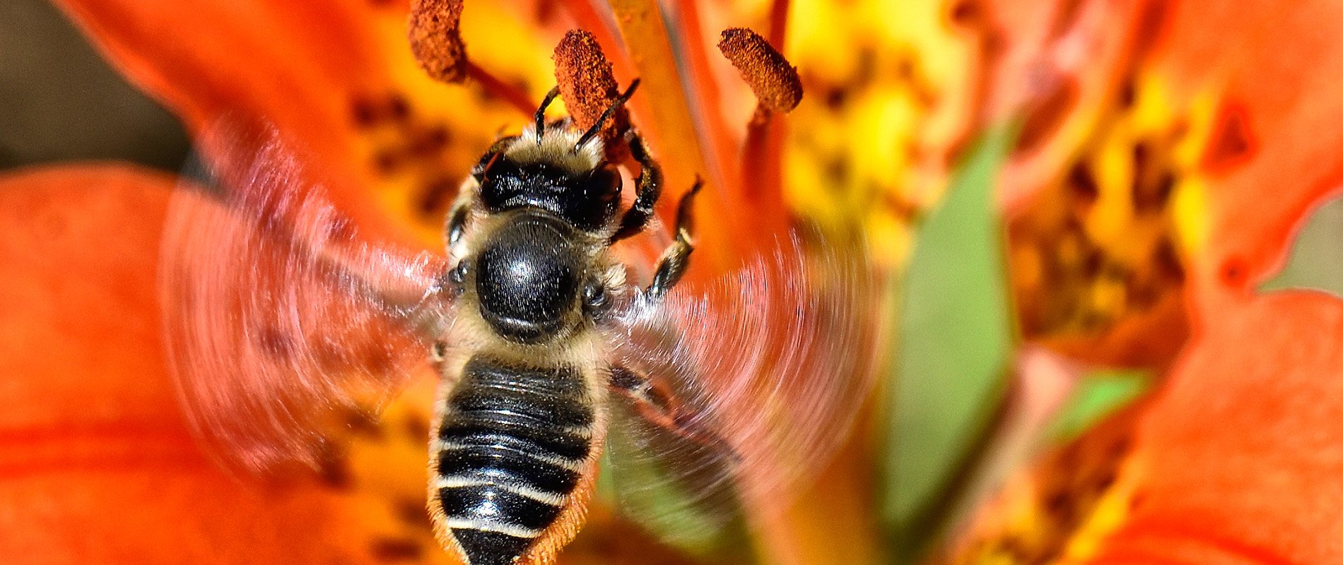 The Buzz About Bees - Nature Canada