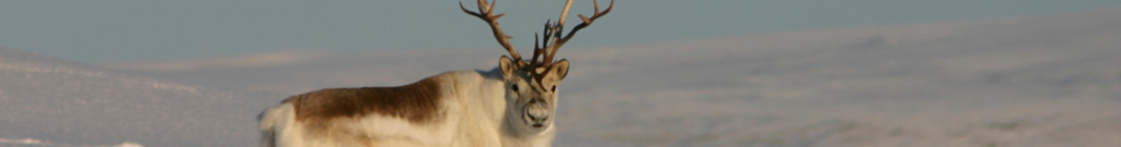 Prancing with the Peary Caribou - Nature Canada
