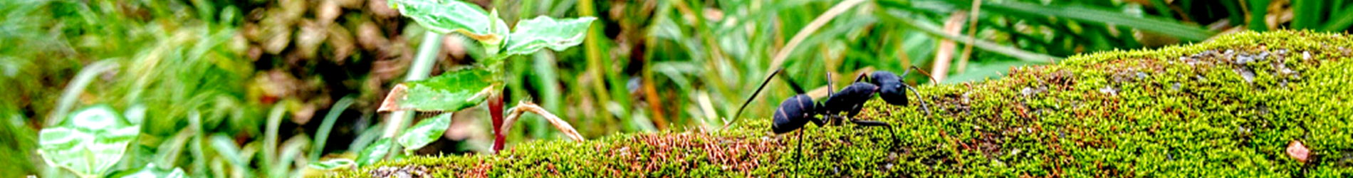 Ants in Autumn - Nature Notes - Nature Canada