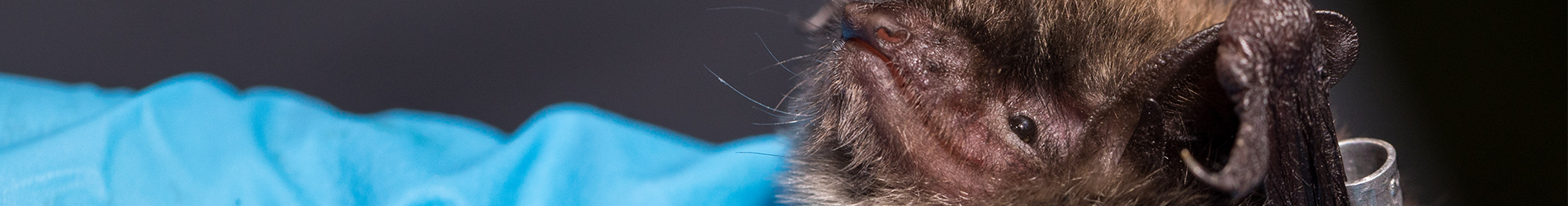 Battle for the Bats: White-nose syndrome hits Newfoundland - Nature Canada