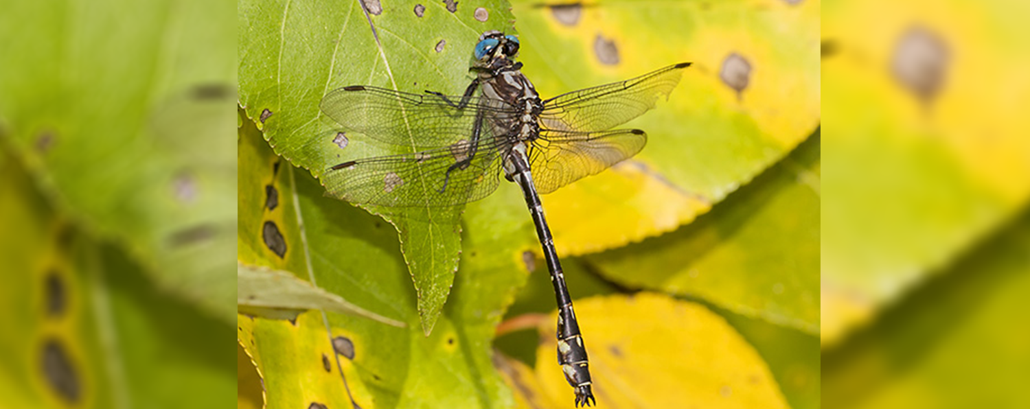 Olive Clubtail Dragonfly - Nature Canada