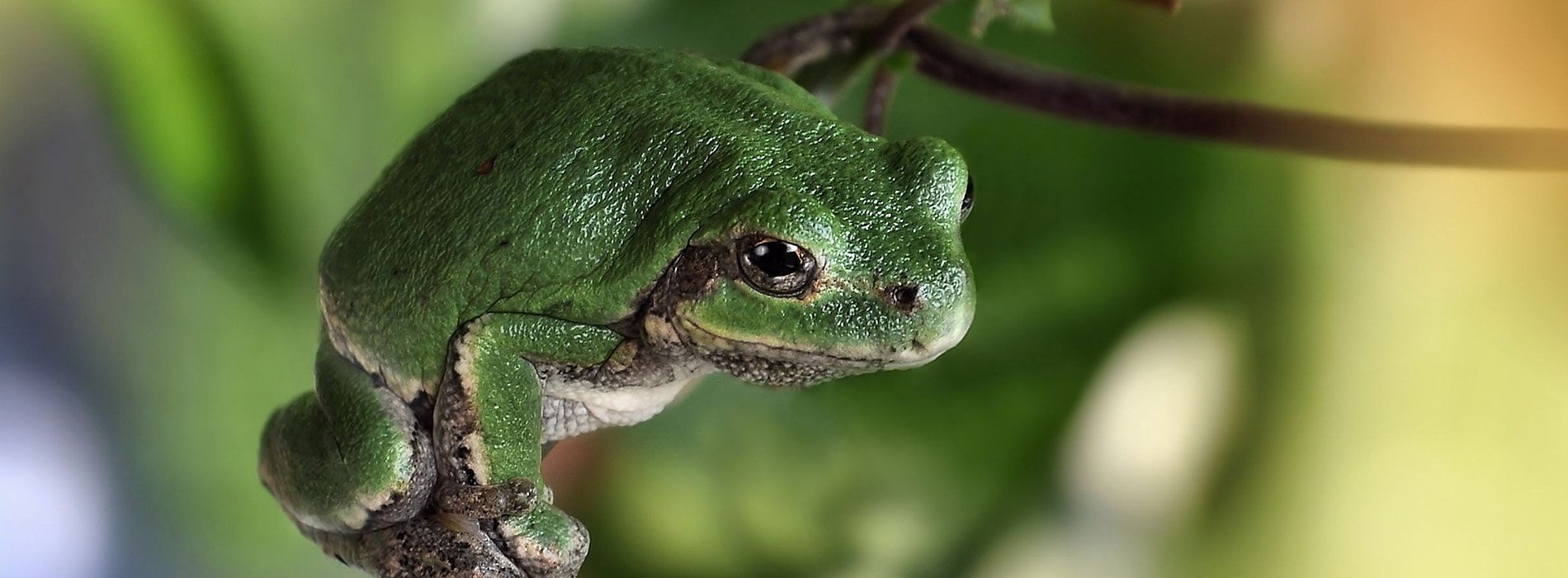 Navigating Tree Frogs in Your Region - Nature Canada