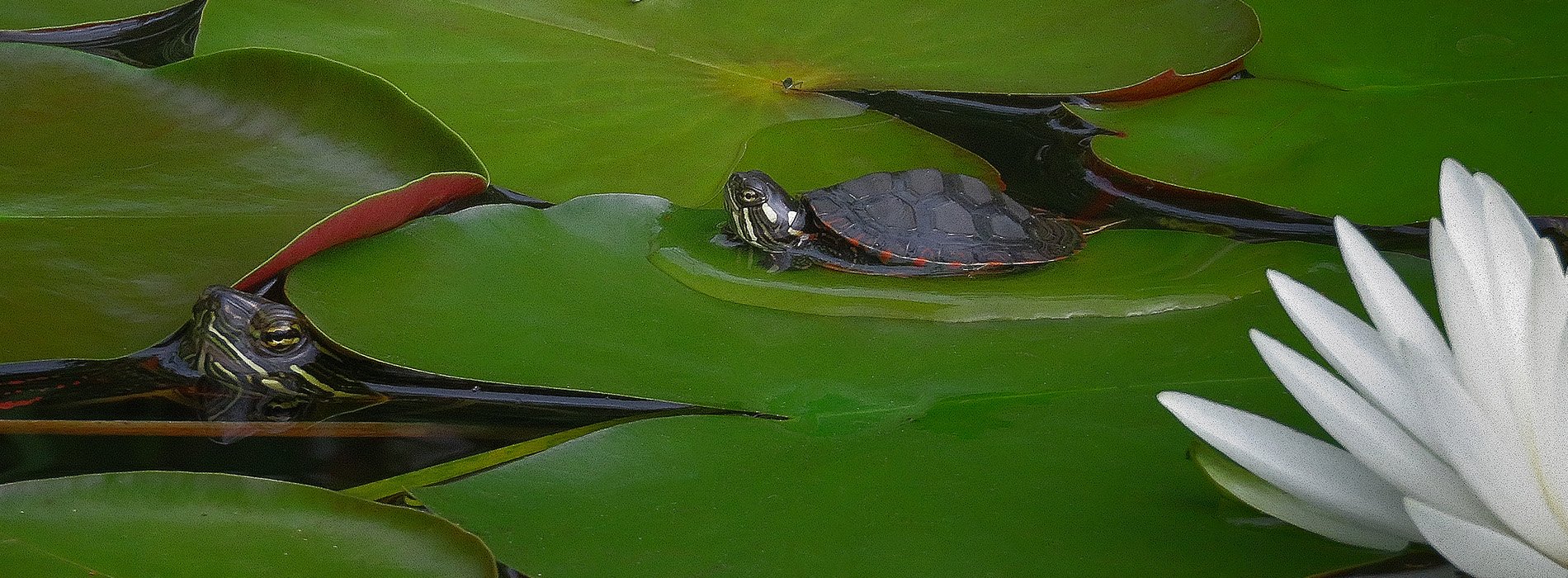 Be careful – Turtles Crossing - Nature Canada
