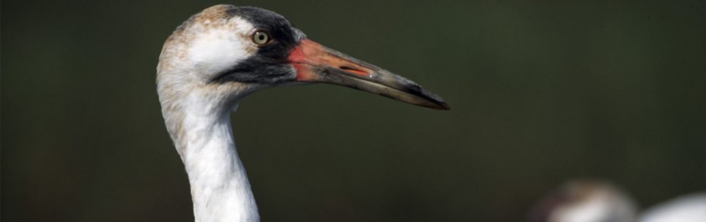 Grue blanche - Nature Canada