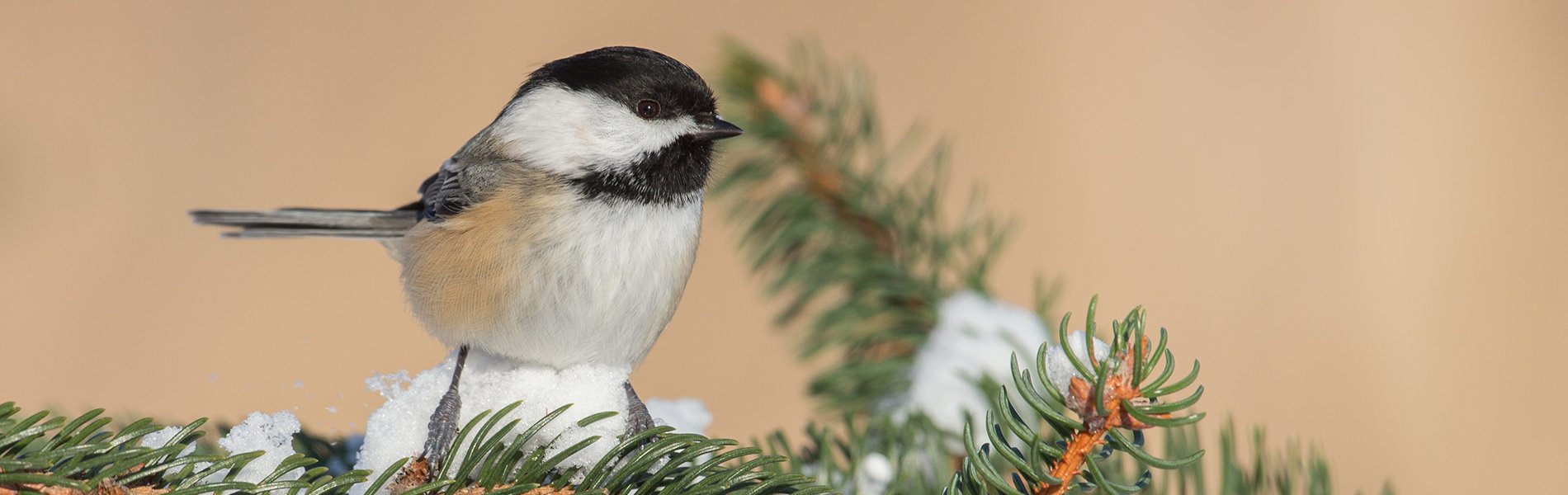 Making your own suet for birds this winter! - Nature Canada