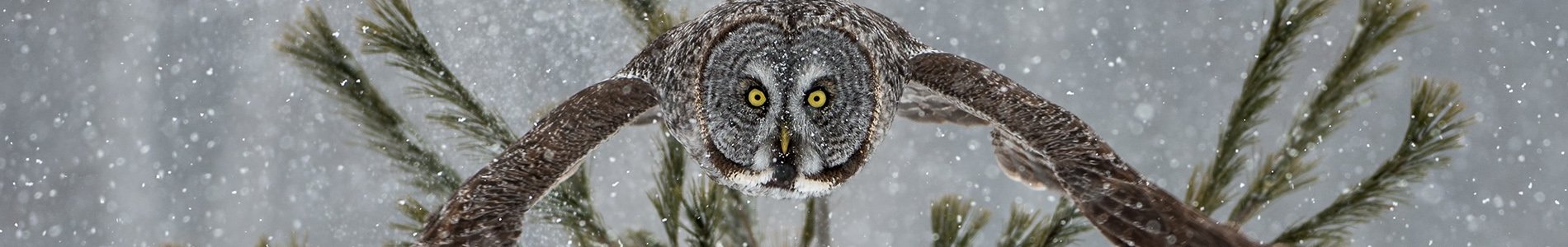Holiday Wishes for Canada’s Nature! - Nature Canada