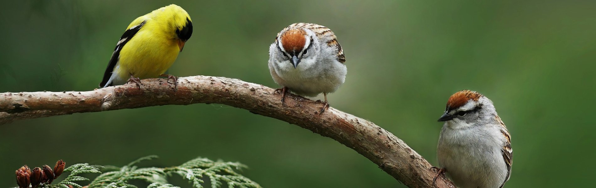Keeping Birds Safe At Your Feeder - Nature Canada