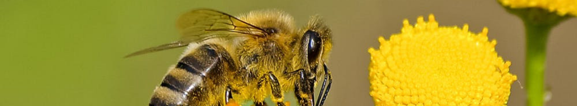 Ways to introduce more birds, bees & butterflies into your garden ...