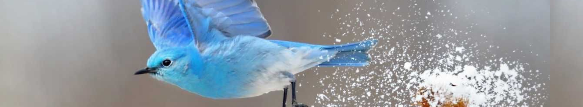 January Calendar Image: The Mountain Bluebird - Nature Canada