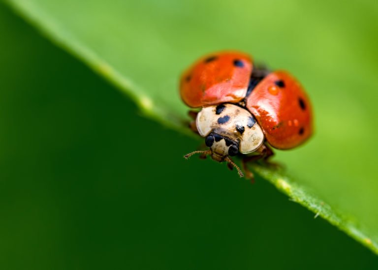 Not Every Bug Is Harmful - 7 Most Common Household Bugs That Aren't ...