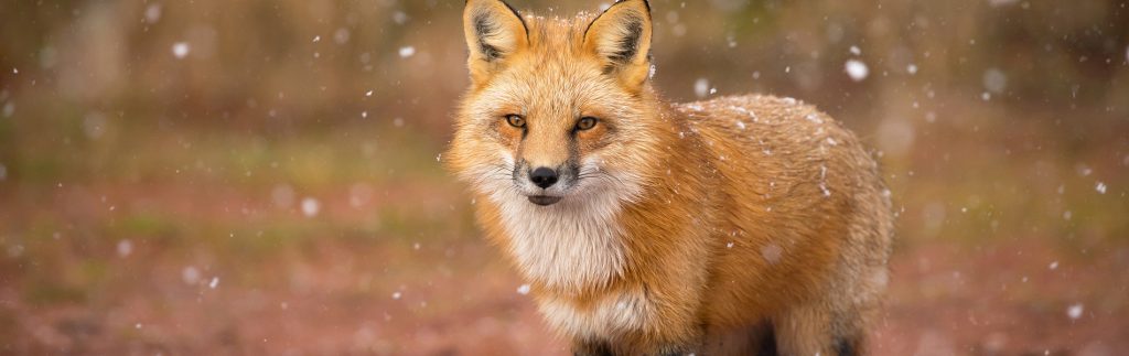 December Calendar Image: Red Fox - Nature Canada