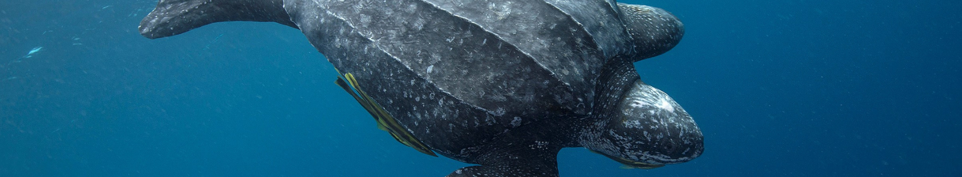 The Leatherback Sea Turtle, a Unique Giant - Nature Canada