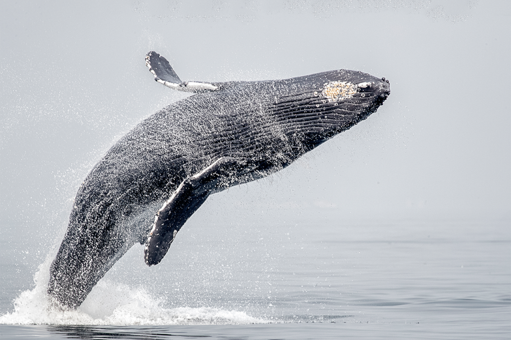 Canada’s Oceans: What They Do for Us—and What We Should Do for Them ...