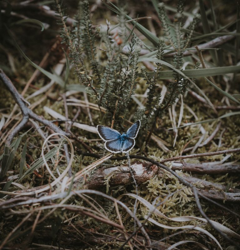 The Rare Karner Blue Butterfly - Nature Canada
