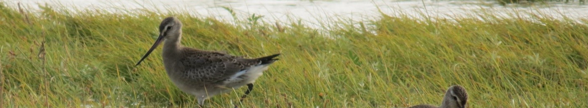 Hudsonian Godwit now threatened - Nature Canada
