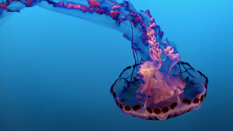 Canada’s Oceans: What They Do for Us—and What We Should Do for Them ...