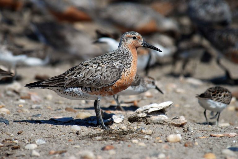 Protecting shorebirds with Cree Partners - Nature Canada