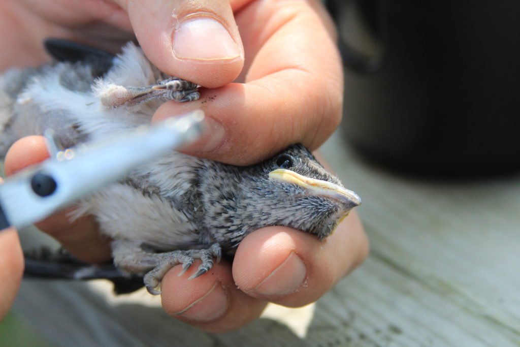 Motus Tag Trip a Success! - Nature Canada