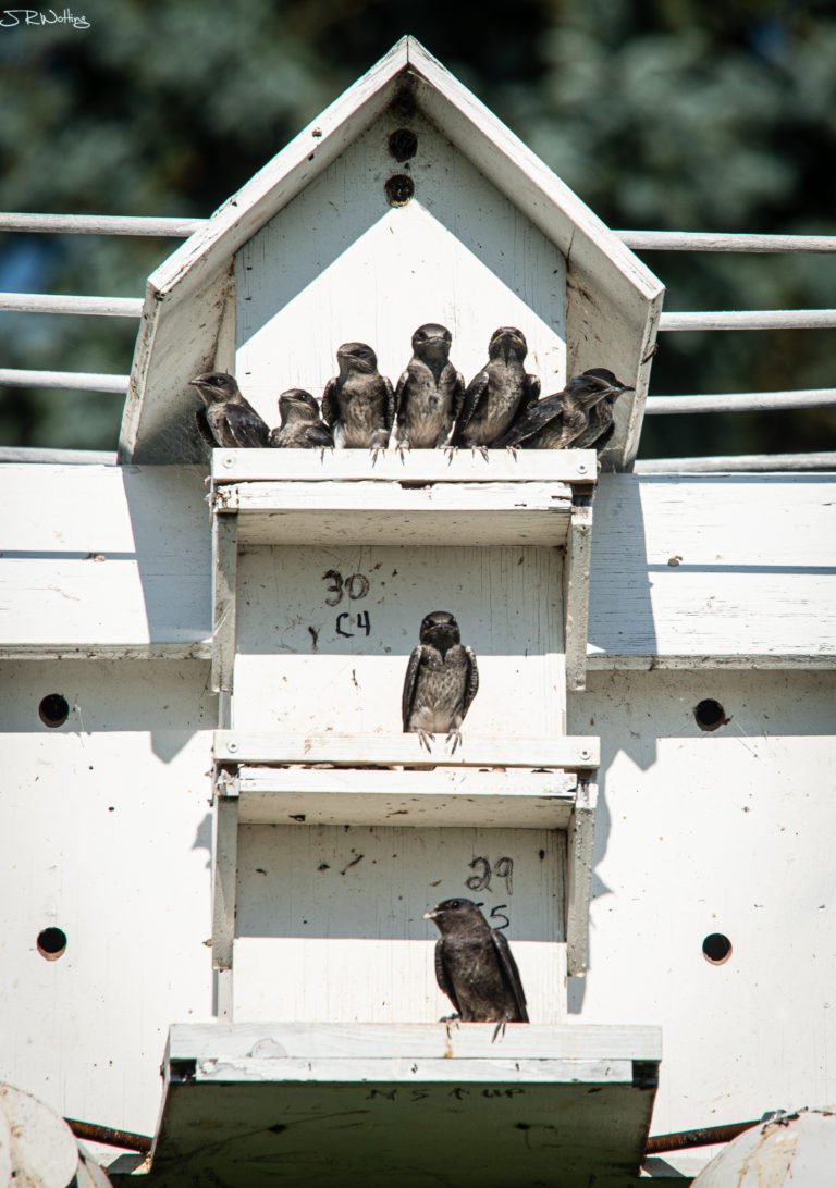 Motus Tag Trip a Success! - Nature Canada