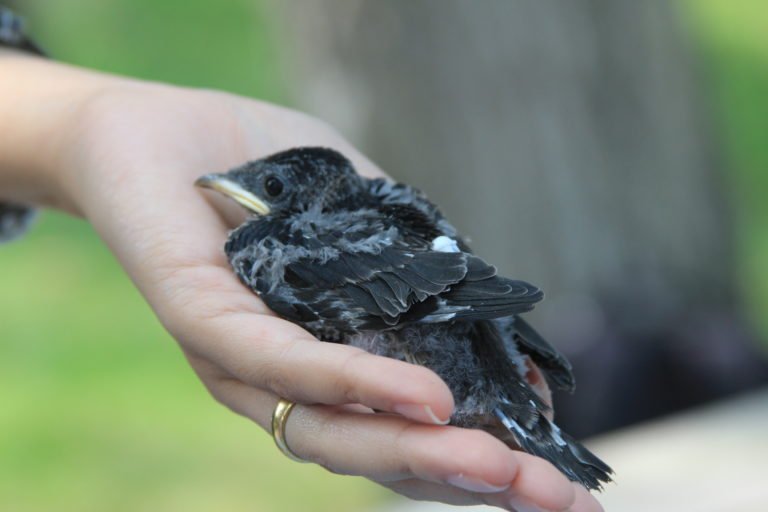 Motus Tag Trip a Success! - Nature Canada