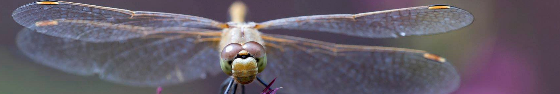 Wildlife Curiosities - Nature Canada