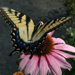Fun Summer Guide to Recognizing Butterflies in Your City! - Nature Canada
