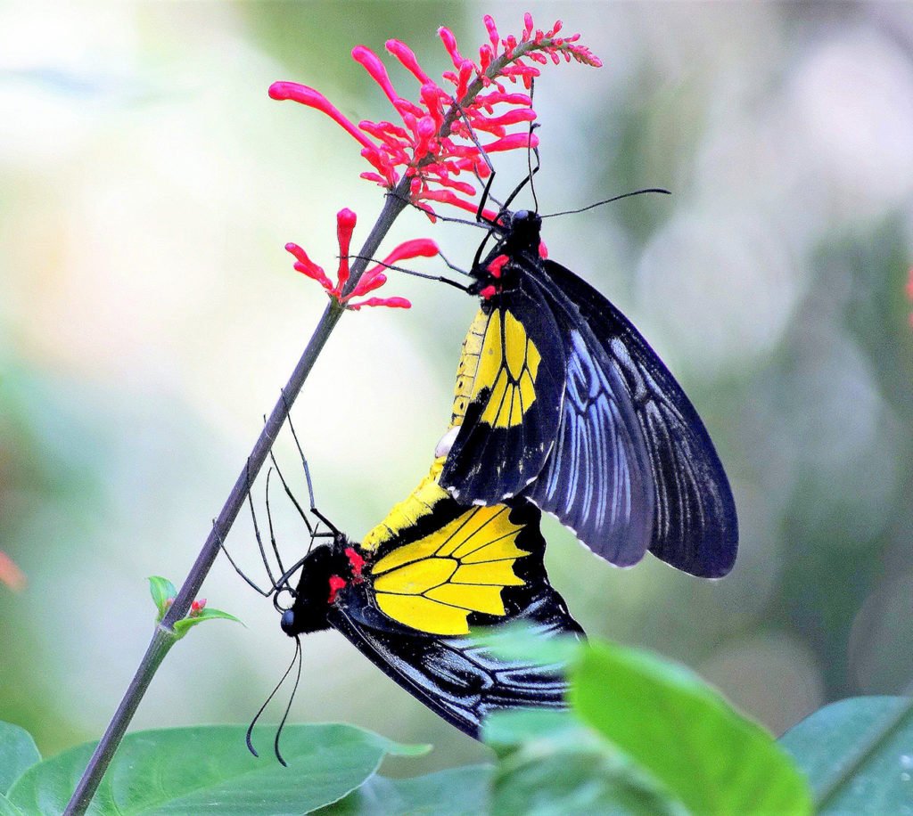 Fun Summer Guide to Recognizing Butterflies in Your City! - Nature Canada
