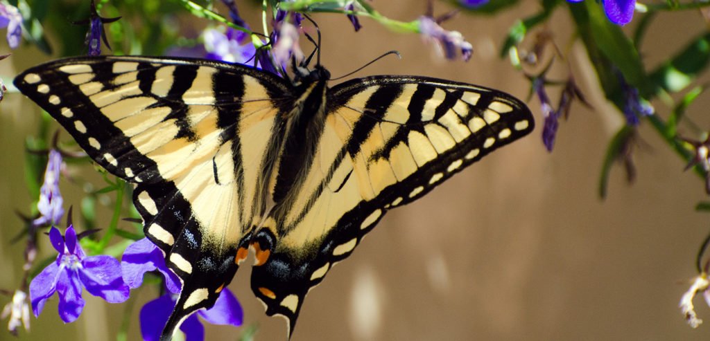 Fun Summer Guide to Recognizing Butterflies in Your City! - Nature Canada