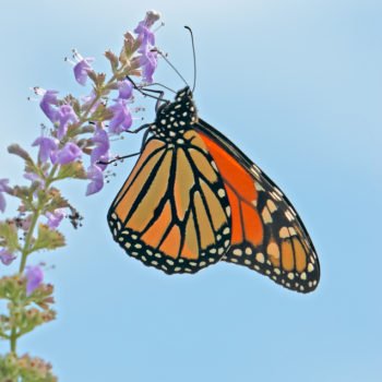 Fun Summer Guide to Recognizing Butterflies in Your City! - Nature Canada