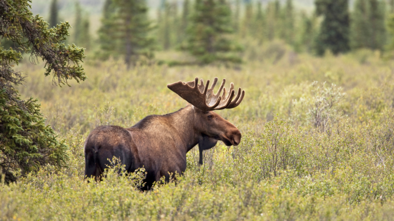 Iconically Canadian —The Moose — Nature Canada