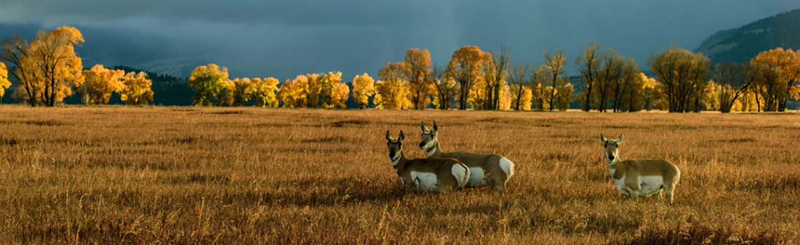 Cozy up with a great nature documentary and protect our native ...