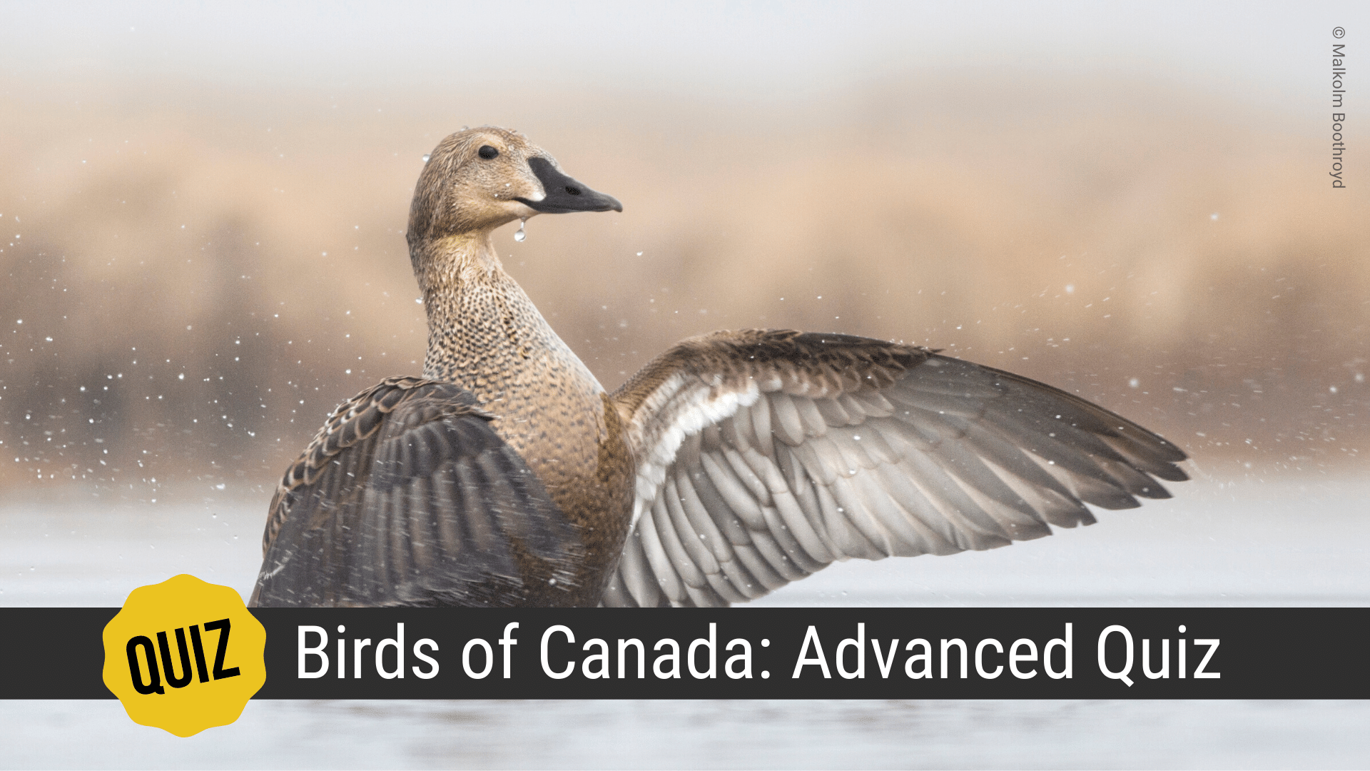 Advanced Birding Quiz - Nature Canada