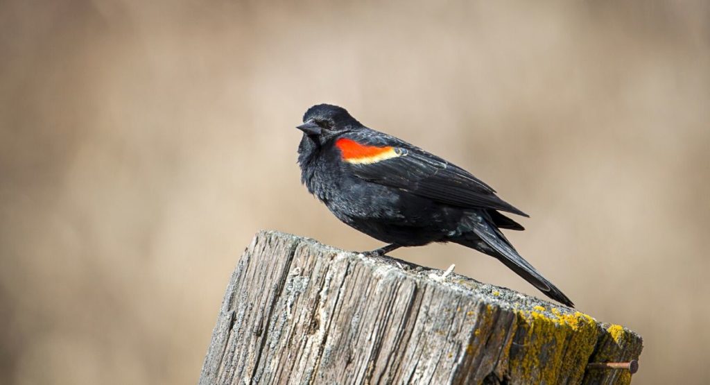 Douglas H. Pimlott Award - Nature Canada Awards and Scholarships