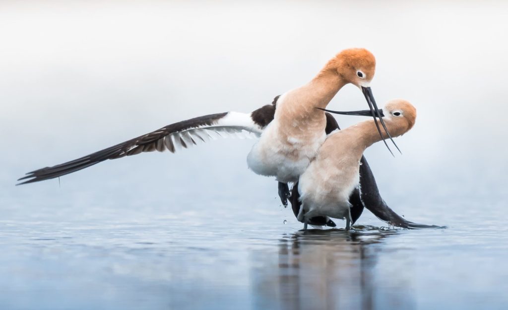Love at First Dance: Meet the American Avocet - Nature Canada